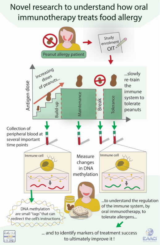 Working towards a safer and more effective oral immunotherapy treatment ...